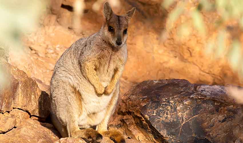 Purple-necked rock-wallaby facts, distribution & population | BioDB