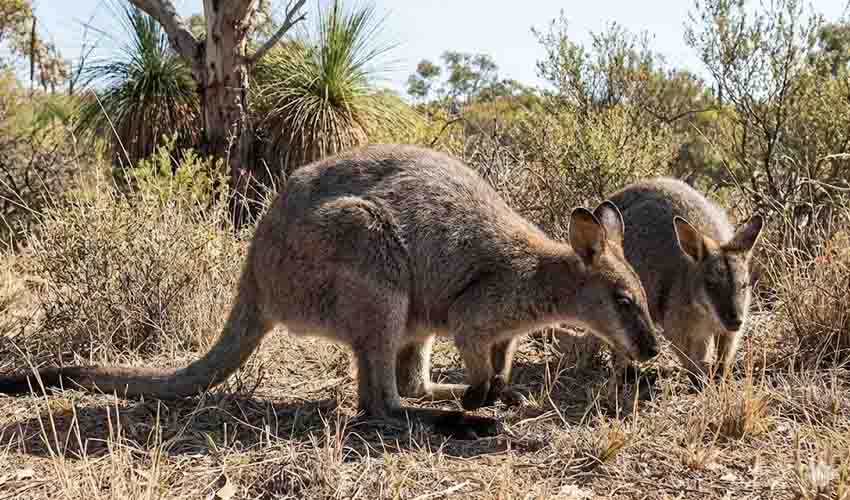 Western brush wallaby facts, distribution & population | BioDB