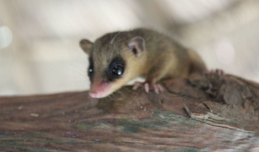 White-bellied slender opossum facts, distribution & population | BioDB