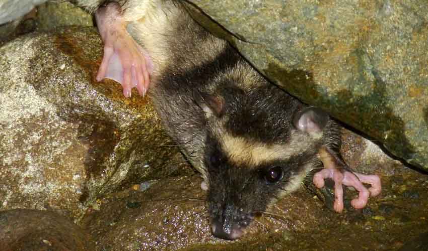 Water opossum facts, distribution & population | BioDB