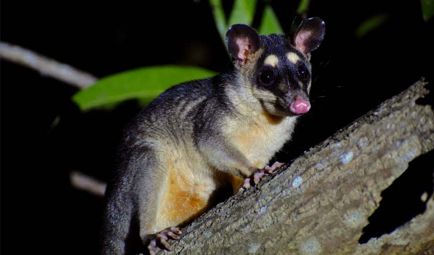 Philander - Gray and black four-eyed opossums: facts, distribution ...