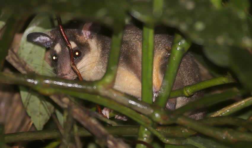 Anderson's four-eyed opossum facts, distribution & population | BioDB