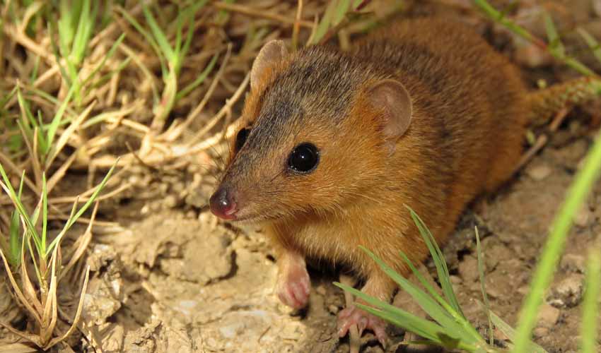Yellow-sided opossum facts, distribution & population | BioDB