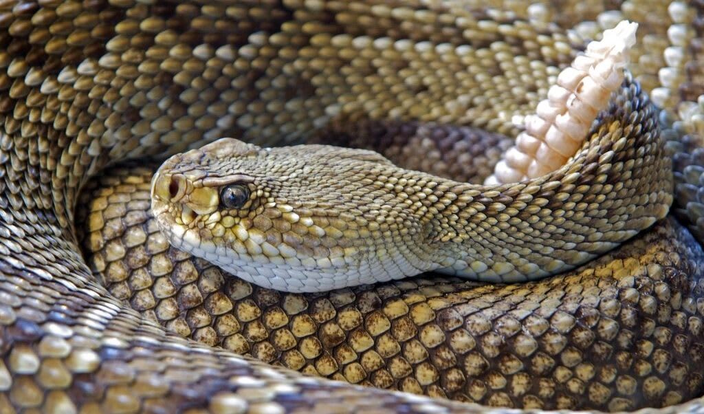 Viperidae – Vipers: facts, distribution & population | BioDB