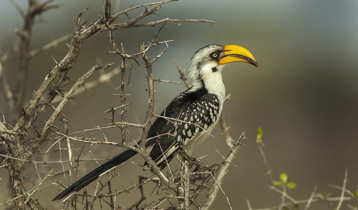 Bucerotidae – Hornbills: facts, distribution & population | BioDB