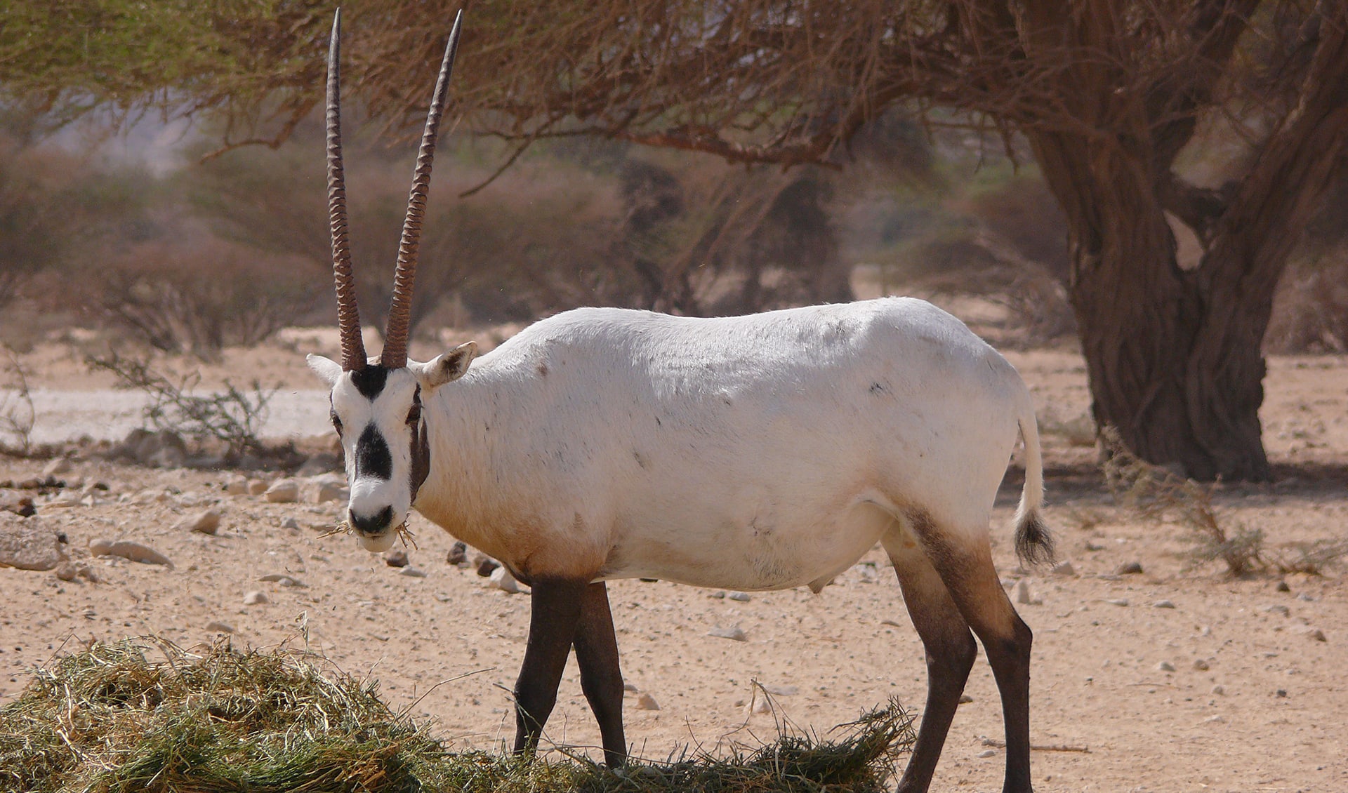 Iraq Biodiversity and Nature Conservation | BioDB