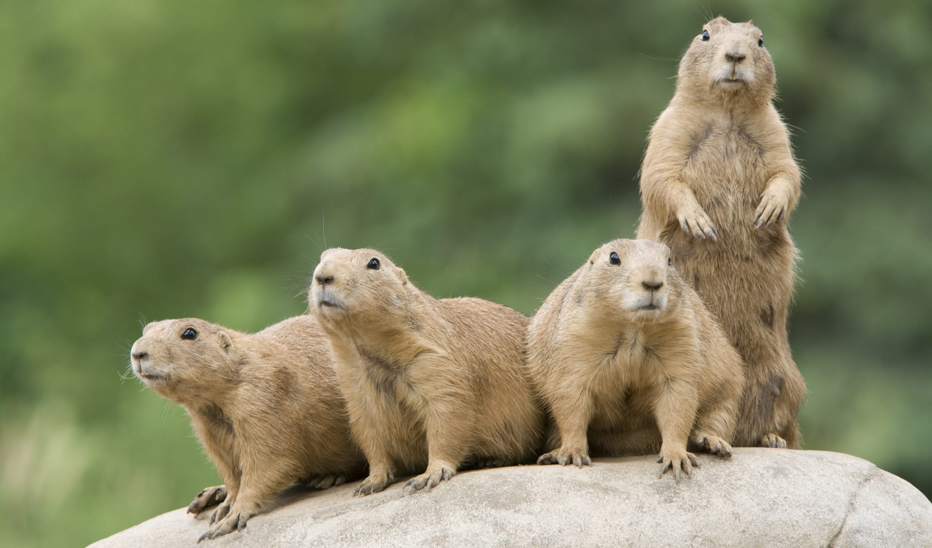 Rodentia – Rodents: facts, distribution & population | BioDB