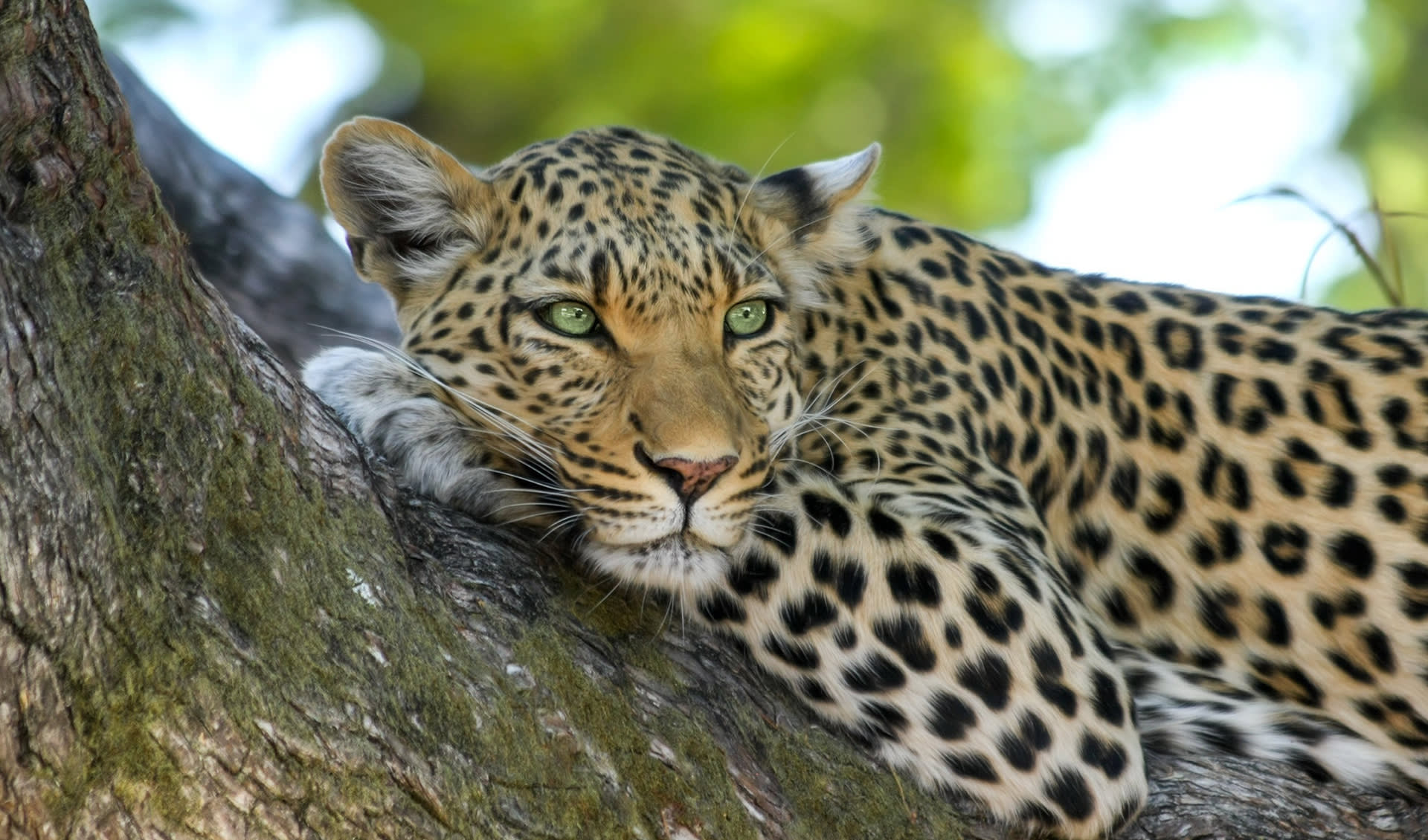 Leopard facts, distribution & population | BioDB