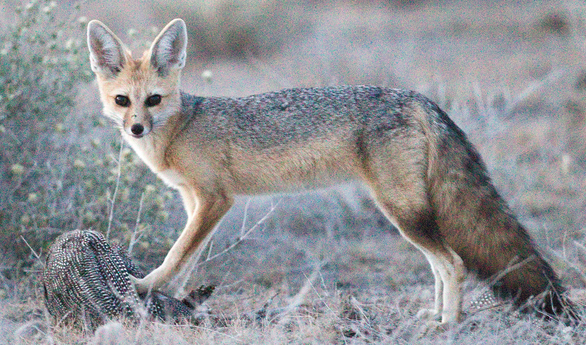 Cape fox facts, distribution & population | BioDB