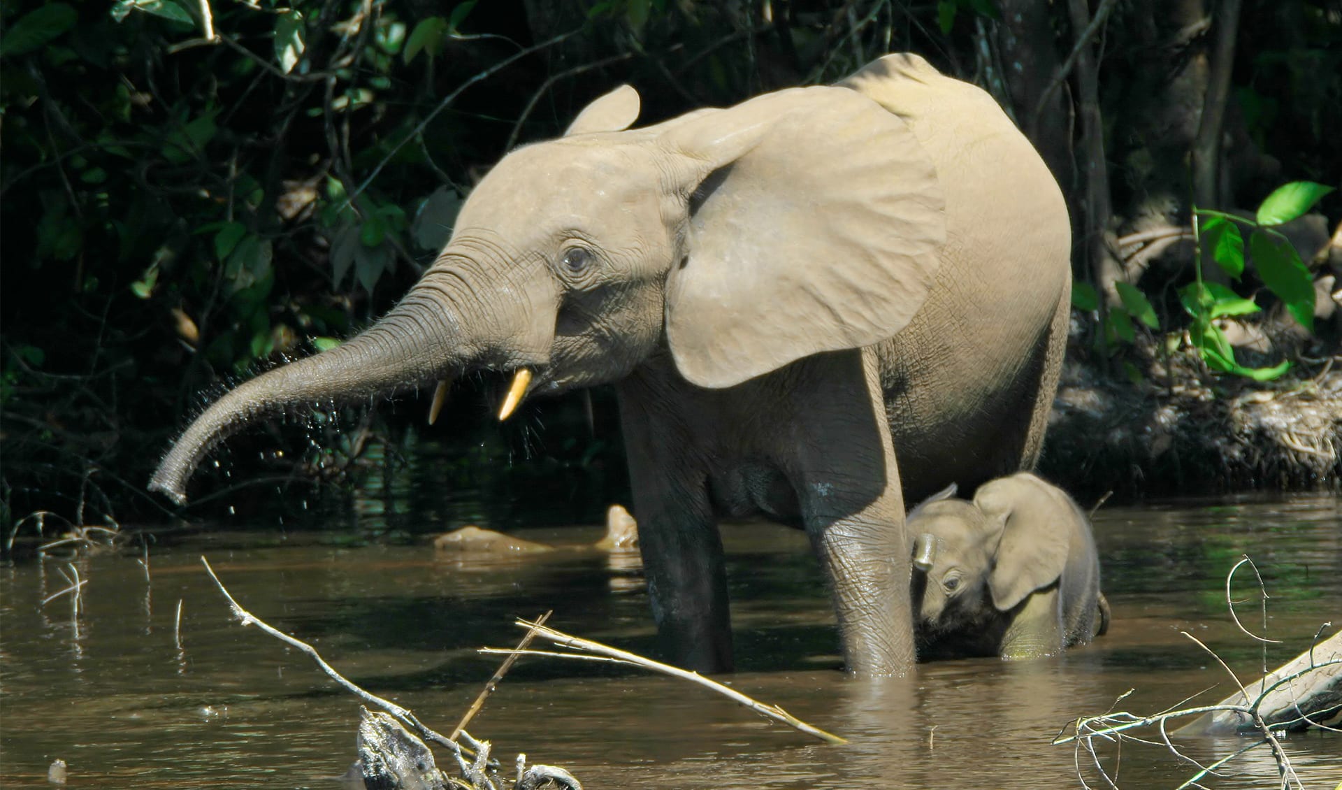 Côte D'ivoire Biodiversity and Nature Conservation | BioDB