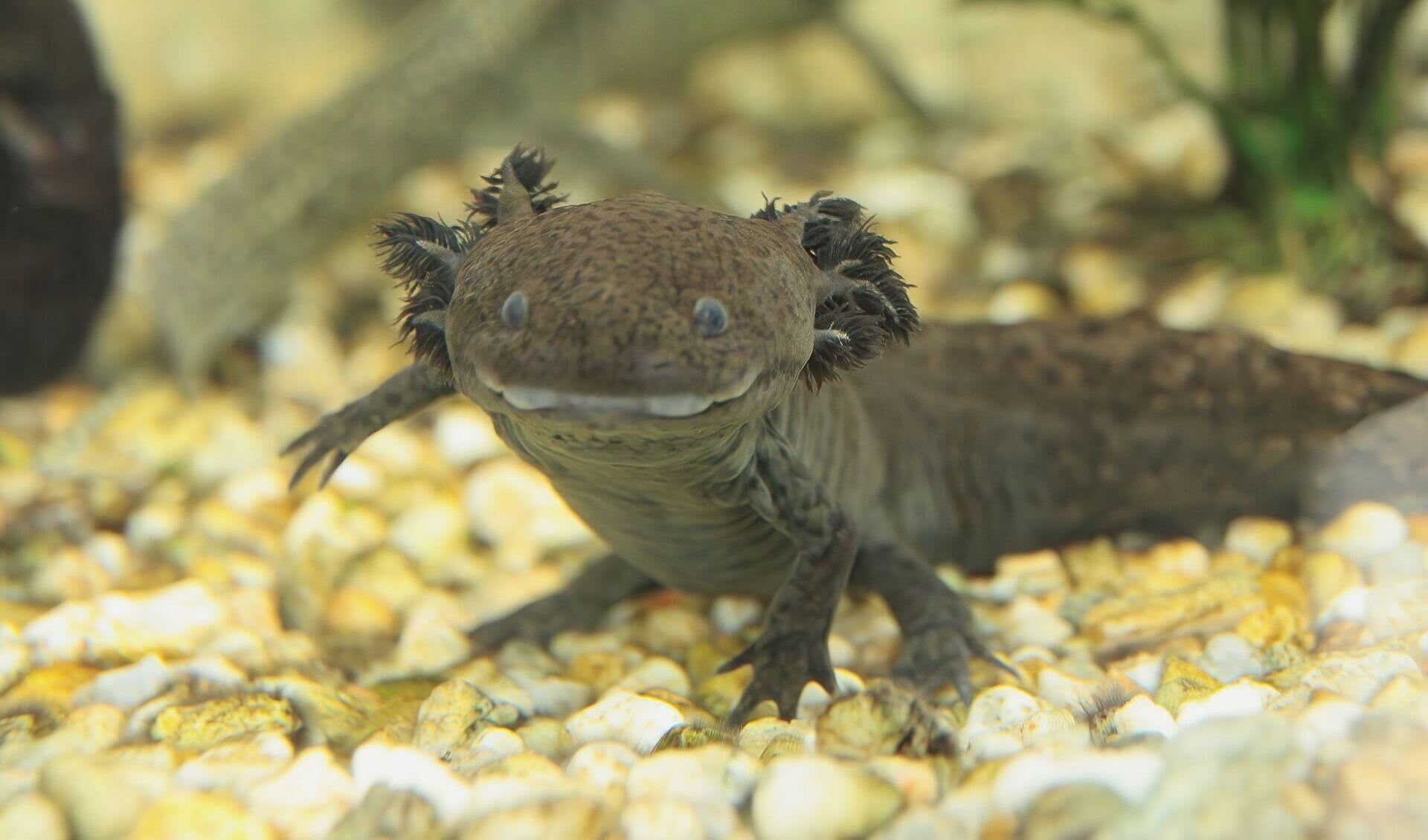 Axolotl facts, distribution & population | BioDB