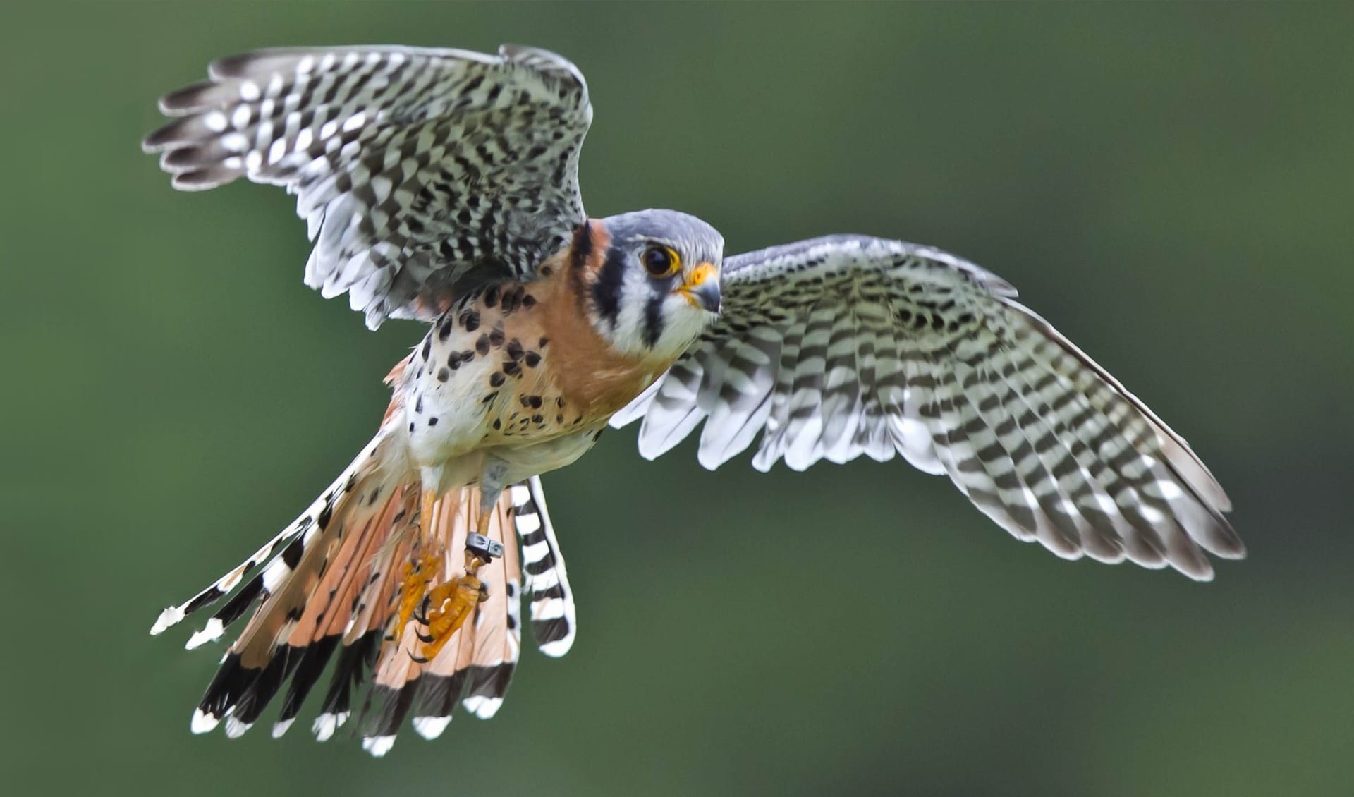 American kestrel facts, distribution & population | BioDB