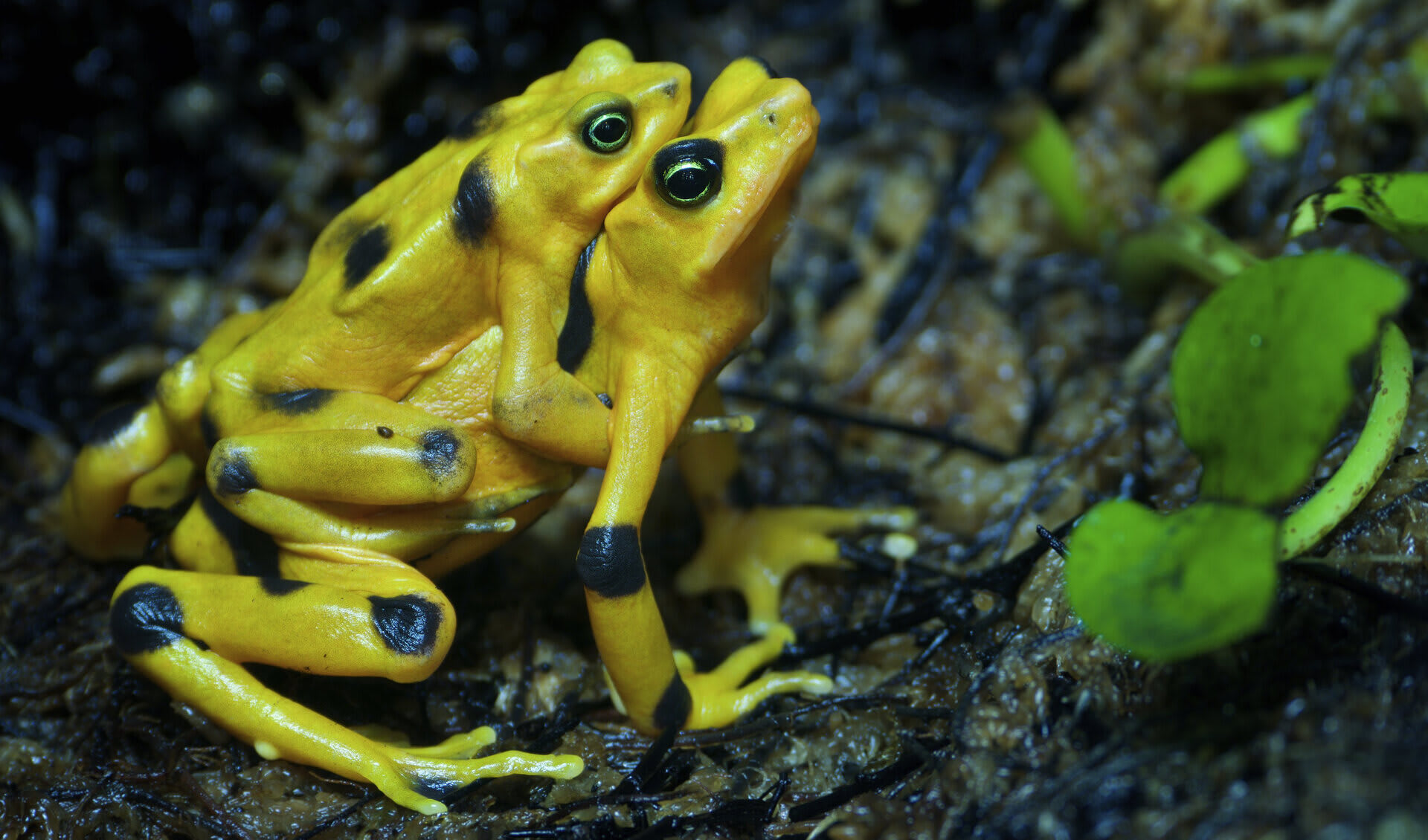 Bufonidae – True toads: facts, distribution & population | BioDB