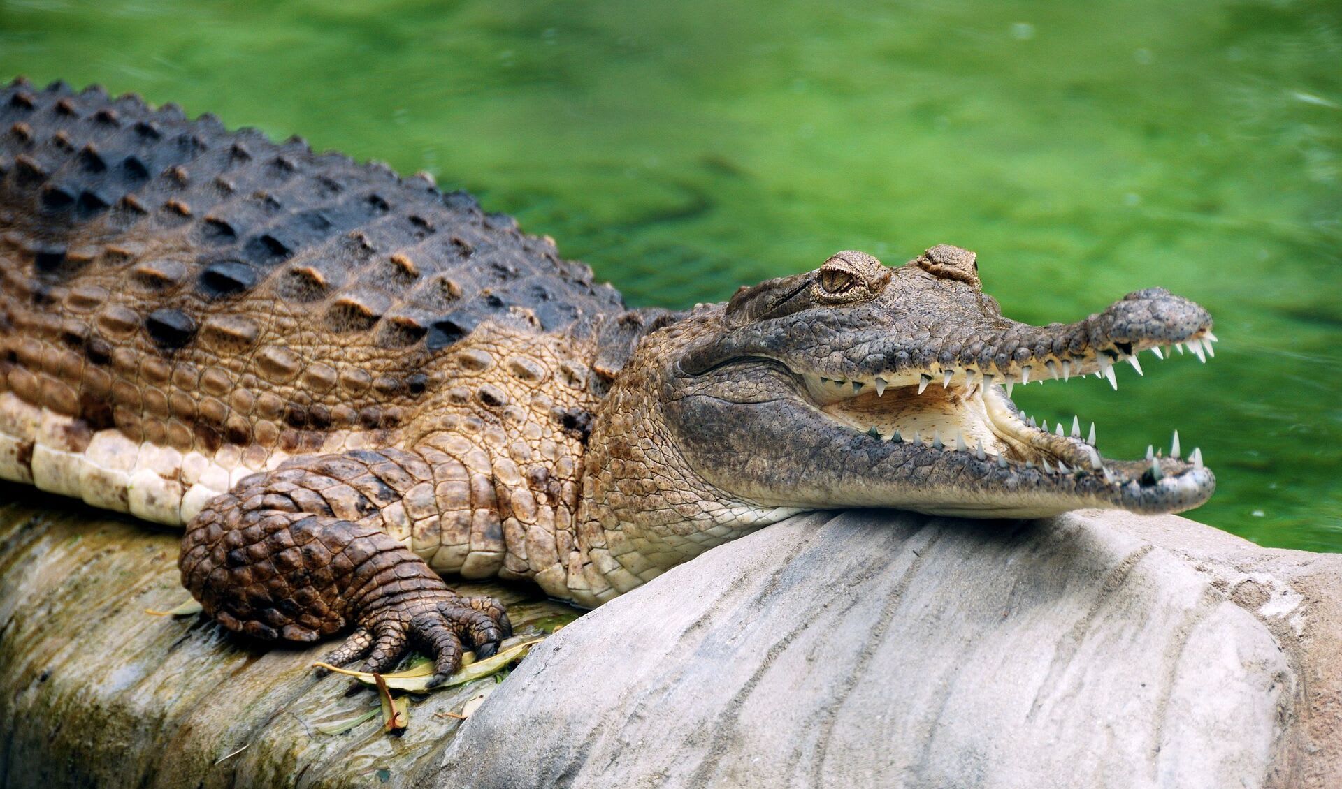 Freshwater crocodile facts, distribution & population | BioDB