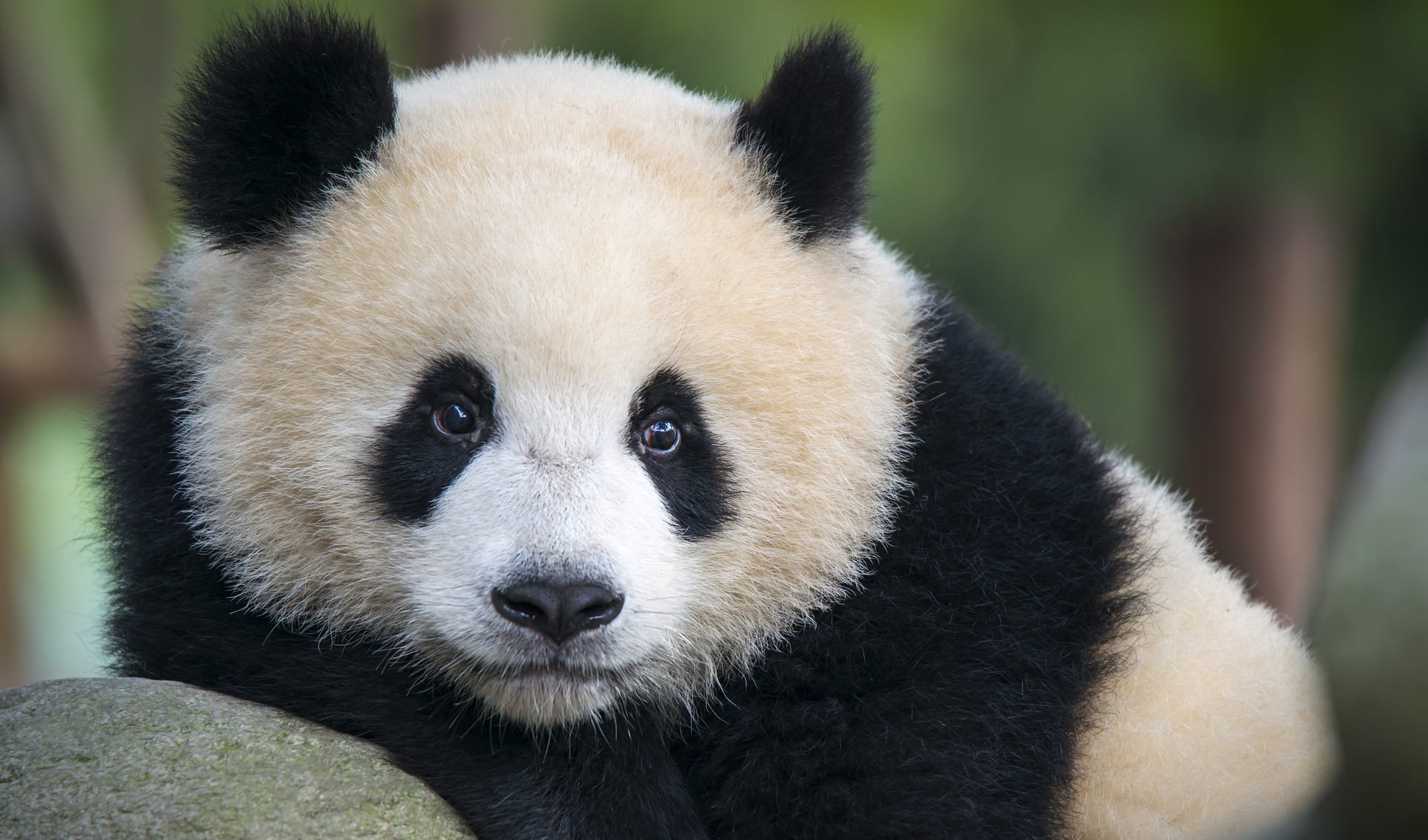 Giant panda facts, distribution & population | BioDB