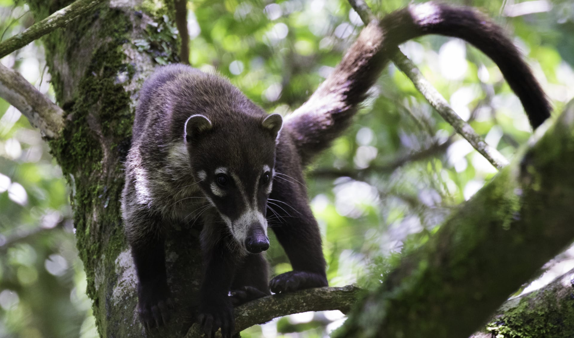White-nosed coati facts, distribution & population | BioDB