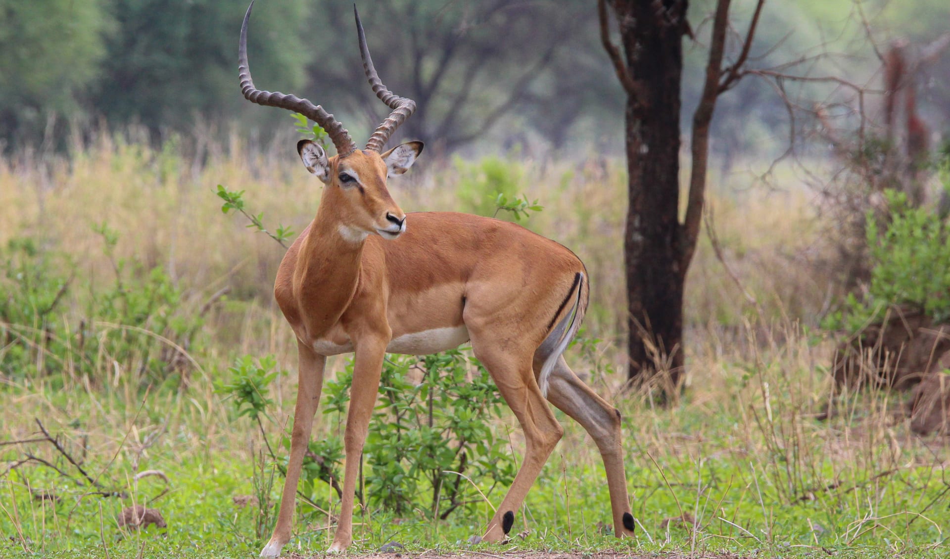 Impala facts, distribution & population | BioDB