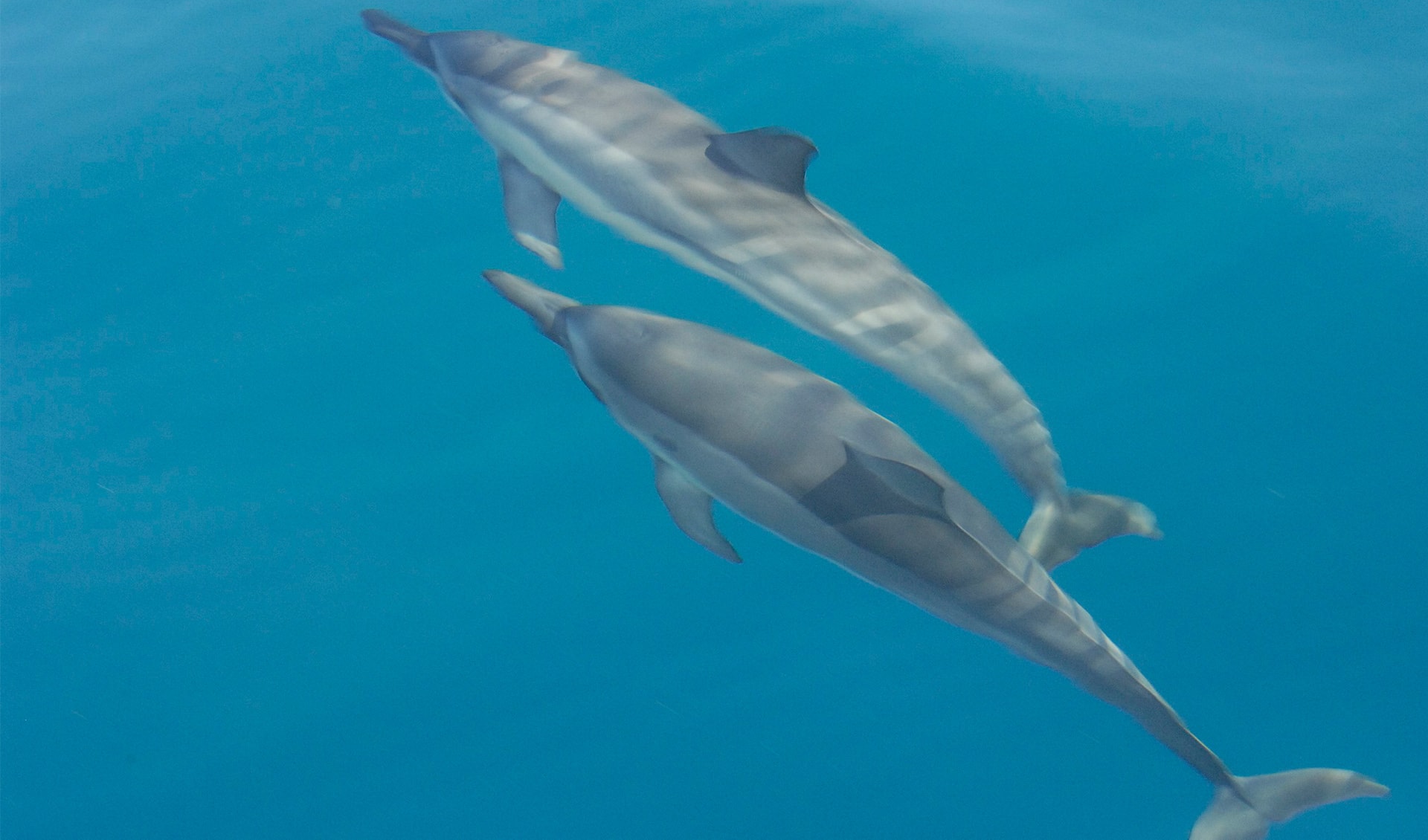 Spinner dolphin facts, distribution & population | BioDB