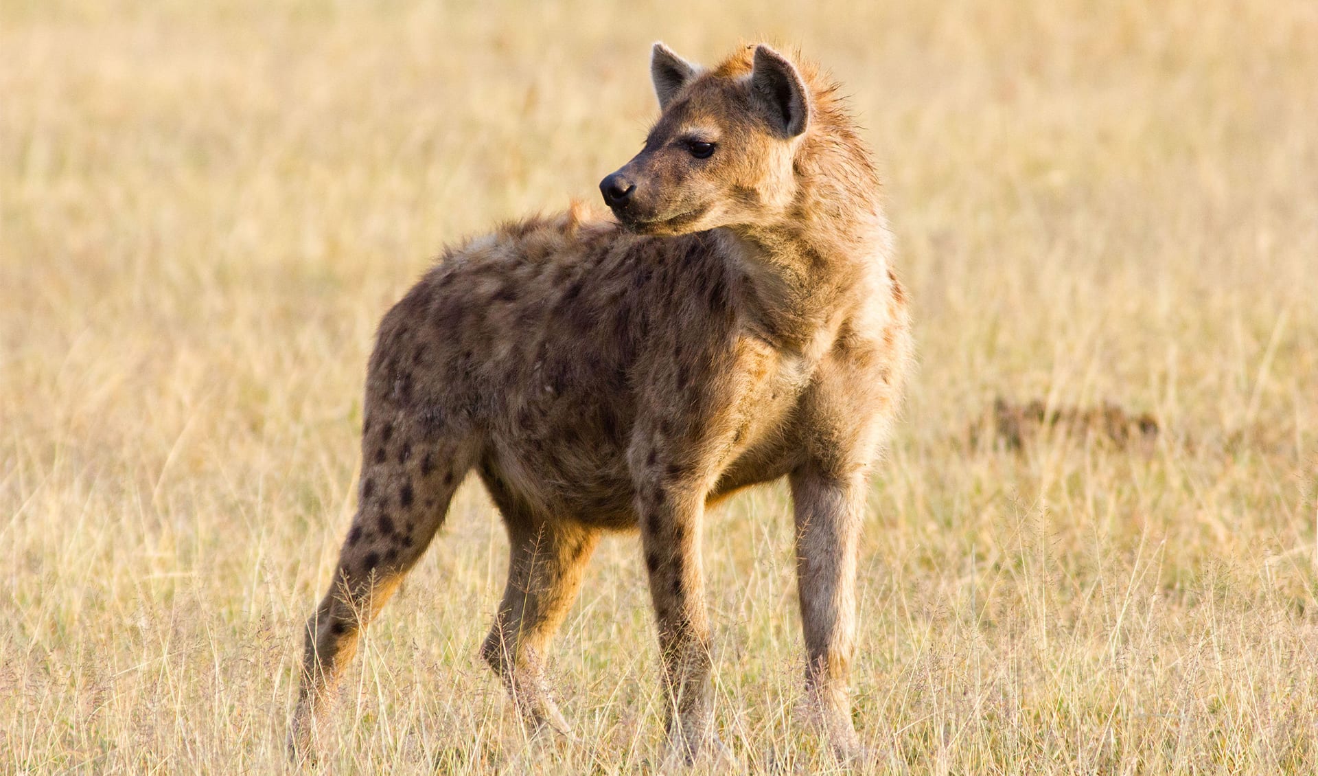 Spotted hyena facts, distribution & population | BioDB