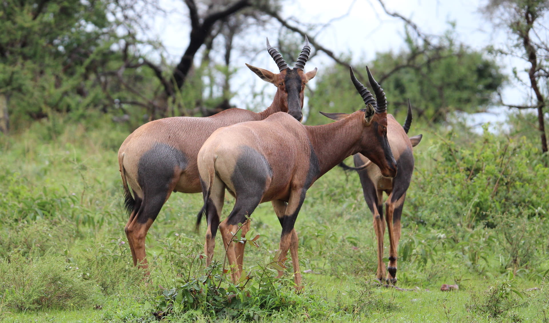 Topi facts, distribution & population | BioDB