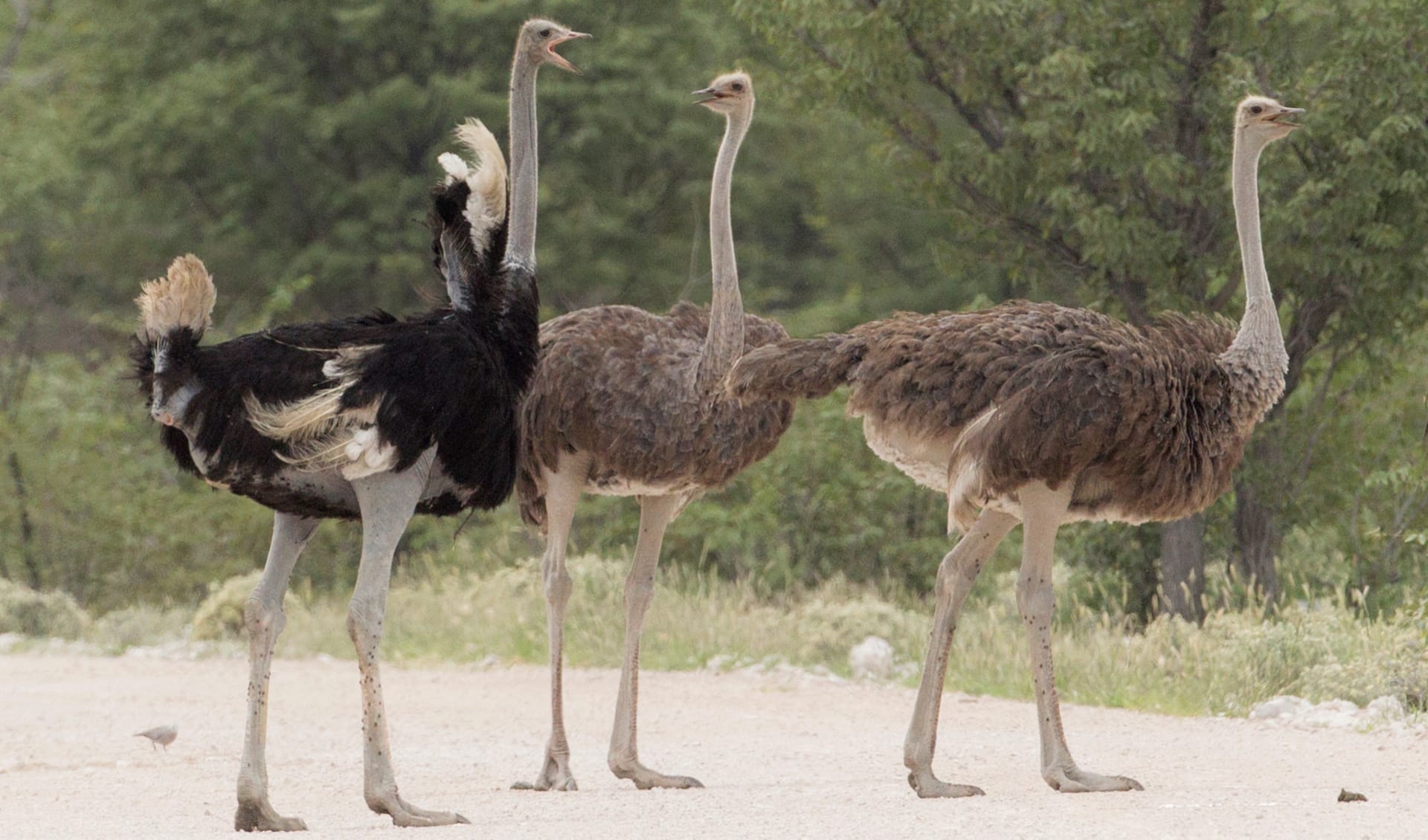 Common ostrich facts, distribution & population | BioDB