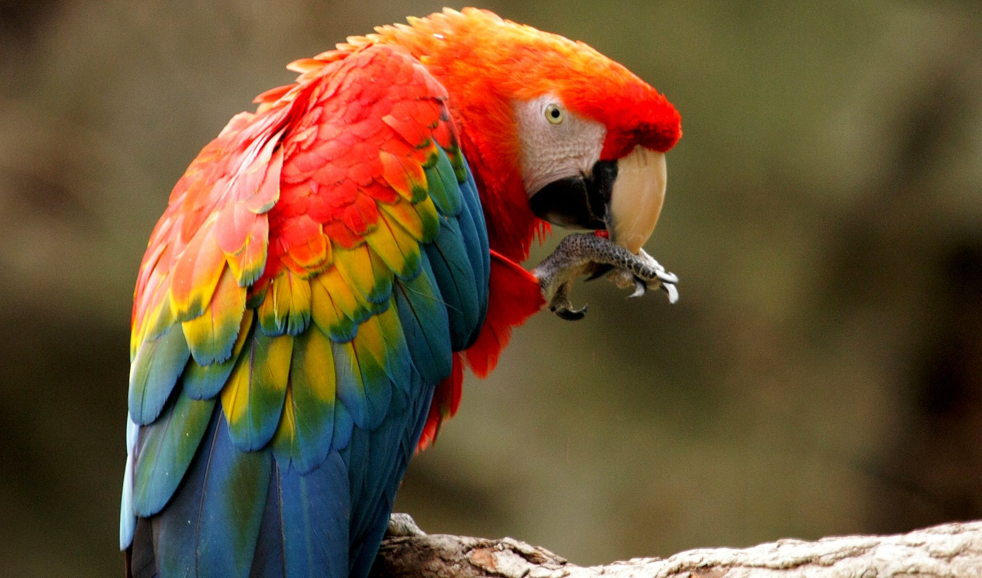 Scarlet macaw facts, distribution & population | BioDB