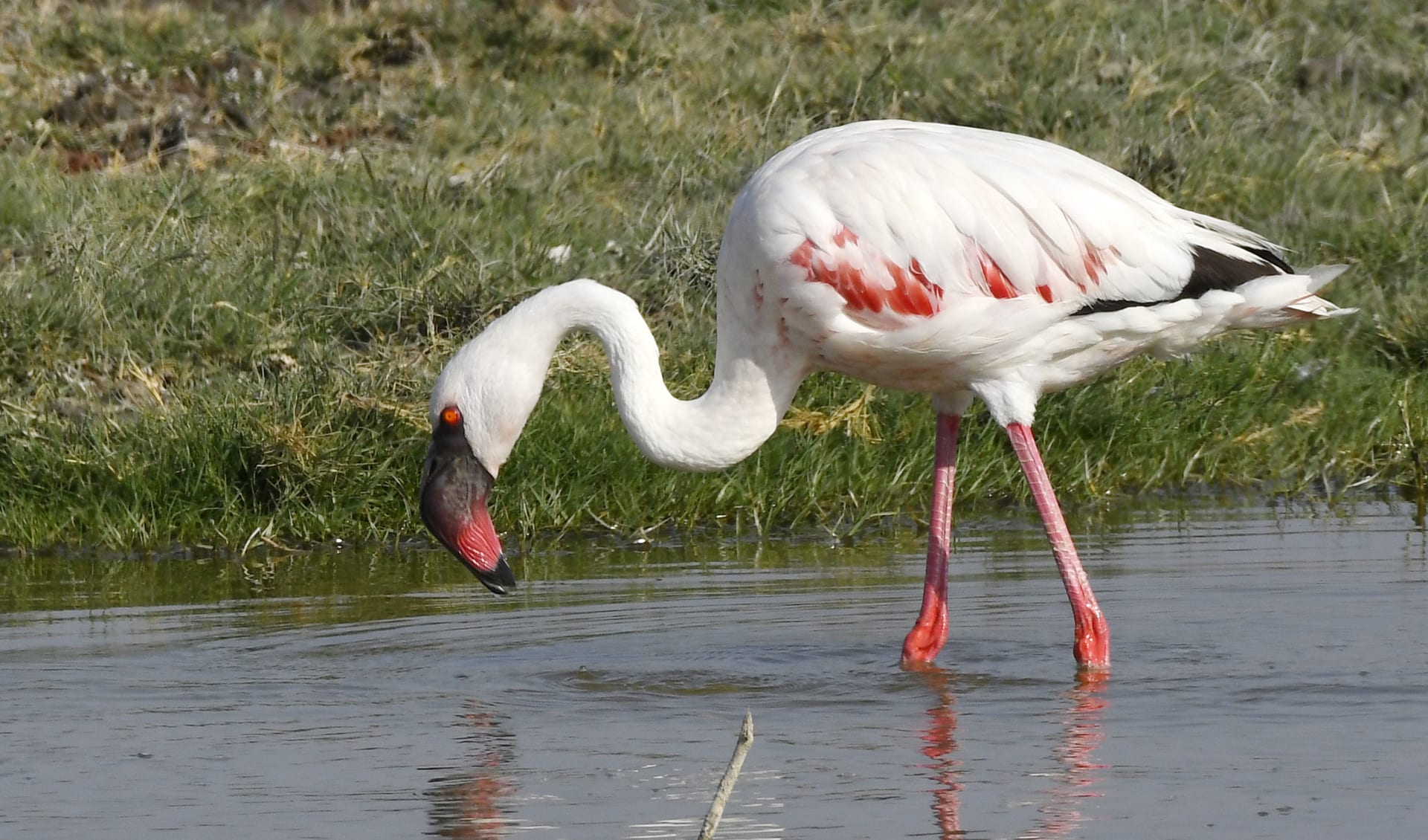 Lesser flamingo facts, distribution & population | BioDB
