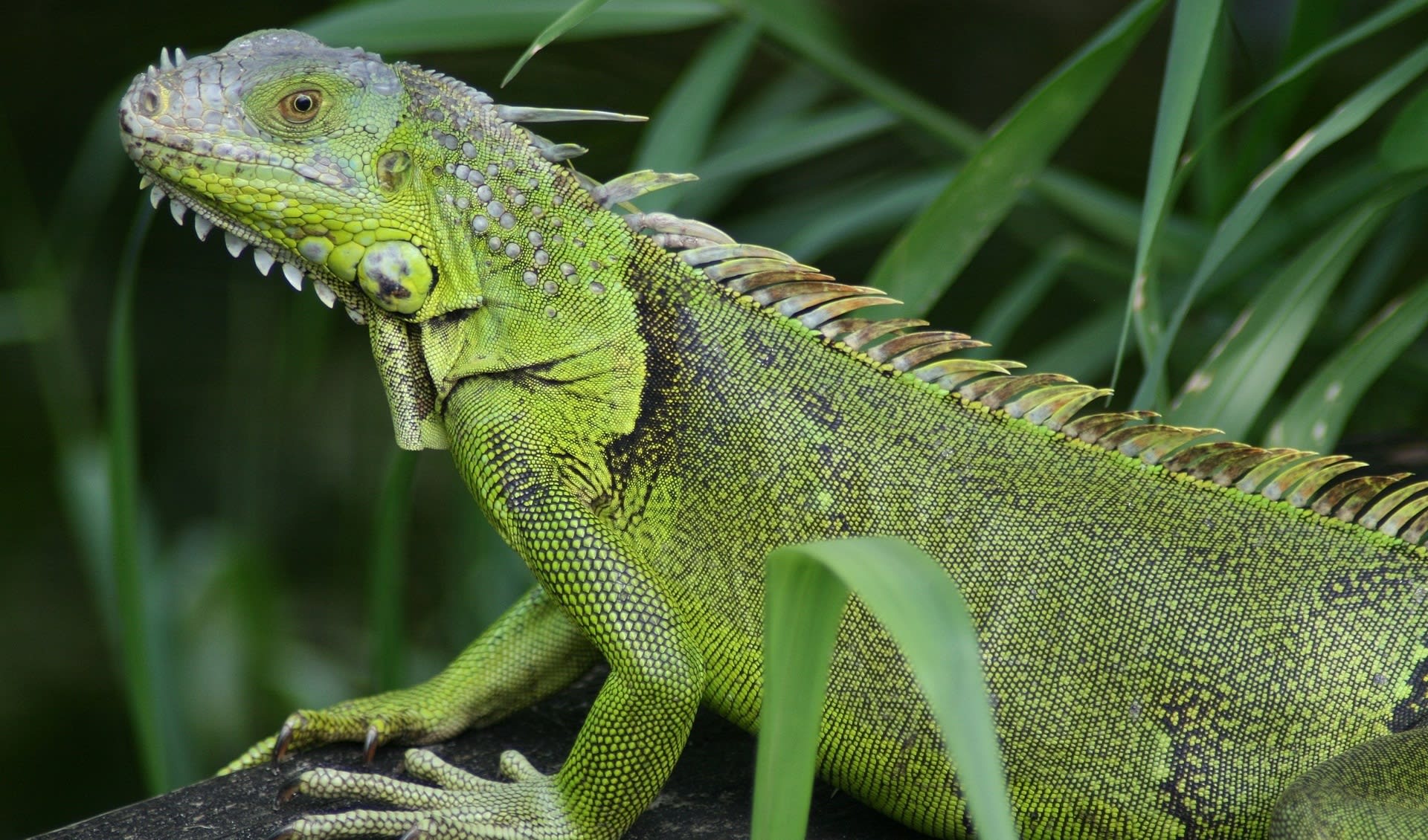 Green iguana facts, distribution & population | BioDB