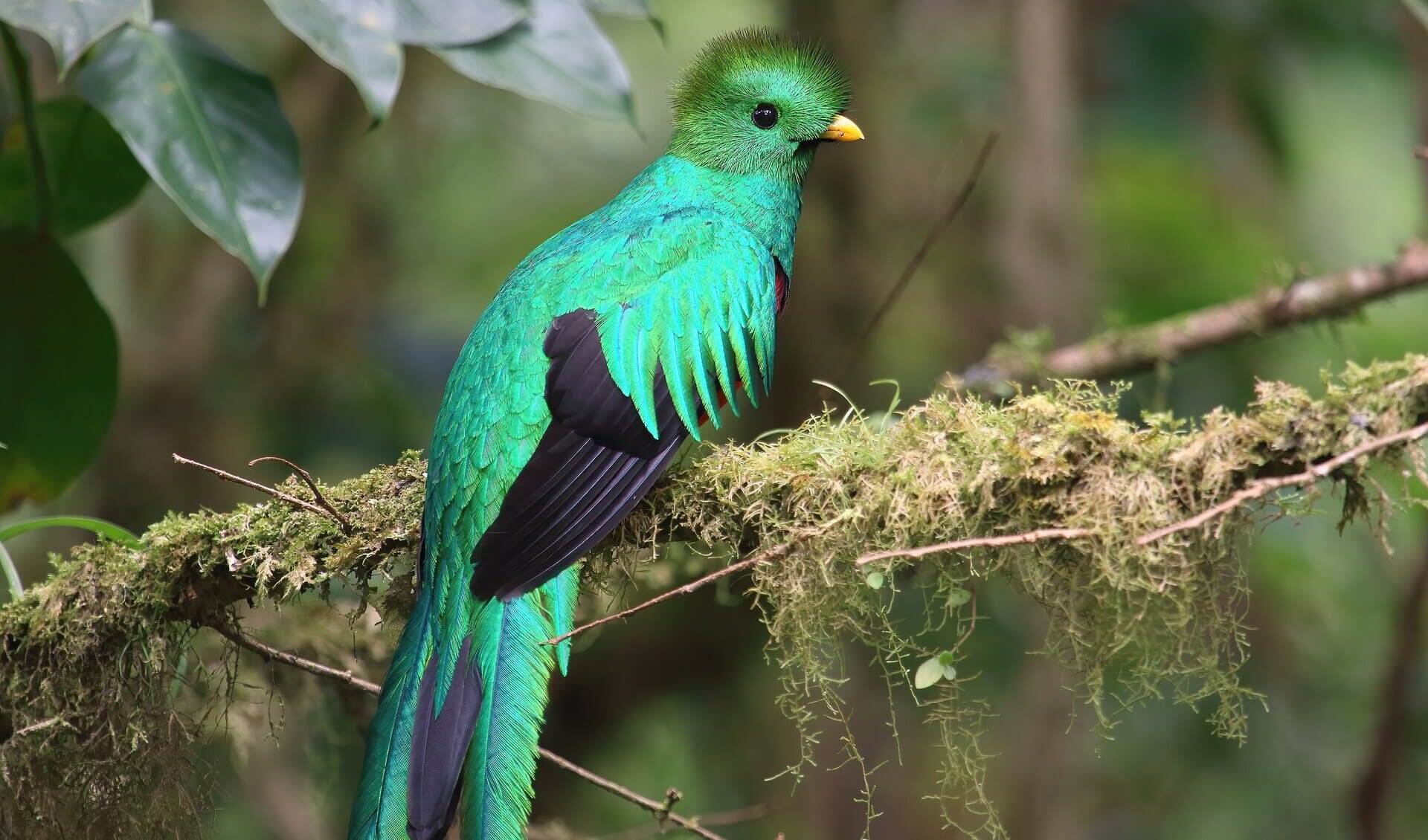 Pharomachrus – Quetzals: facts, distribution & population | BioDB