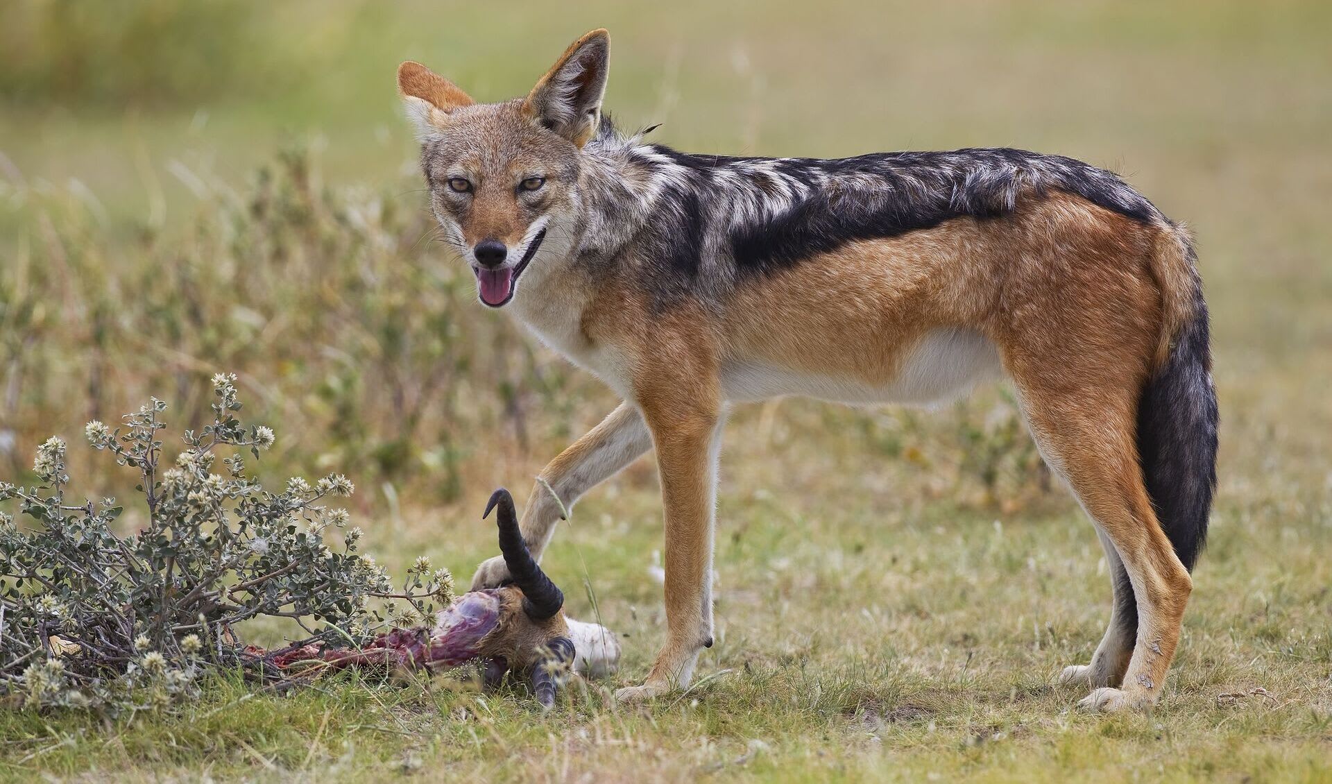 Black-backed jackal facts, distribution & population | BioDB