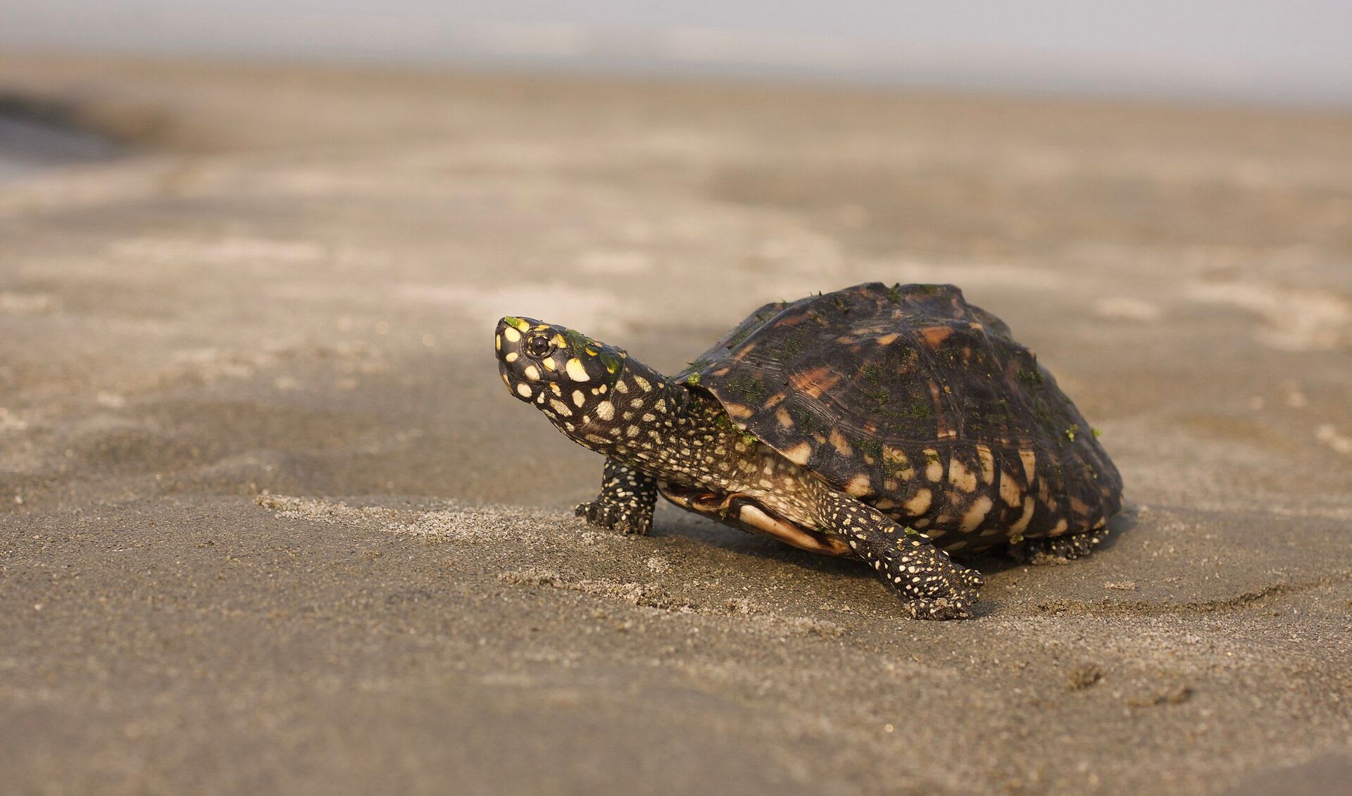 Black pond turtle facts, distribution & population | BioDB