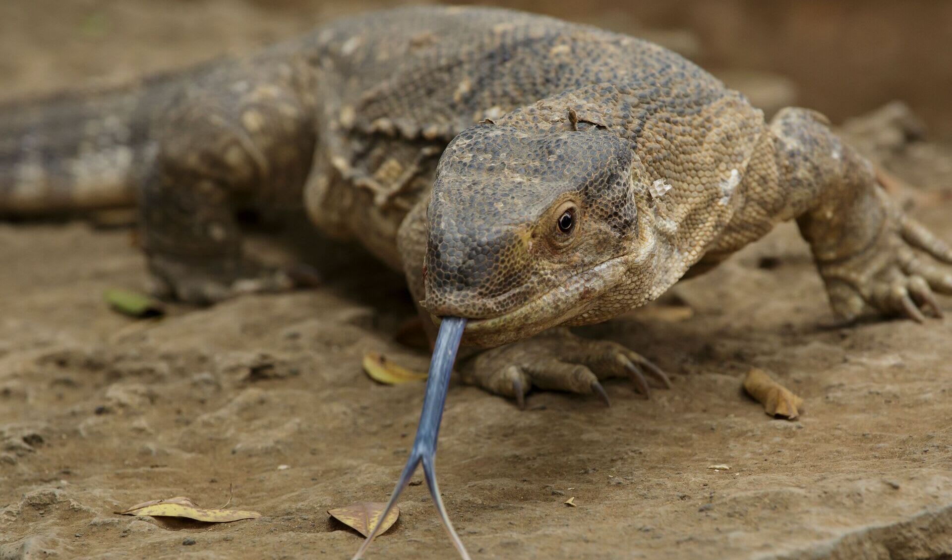 Komodo dragon facts, distribution & population | BioDB