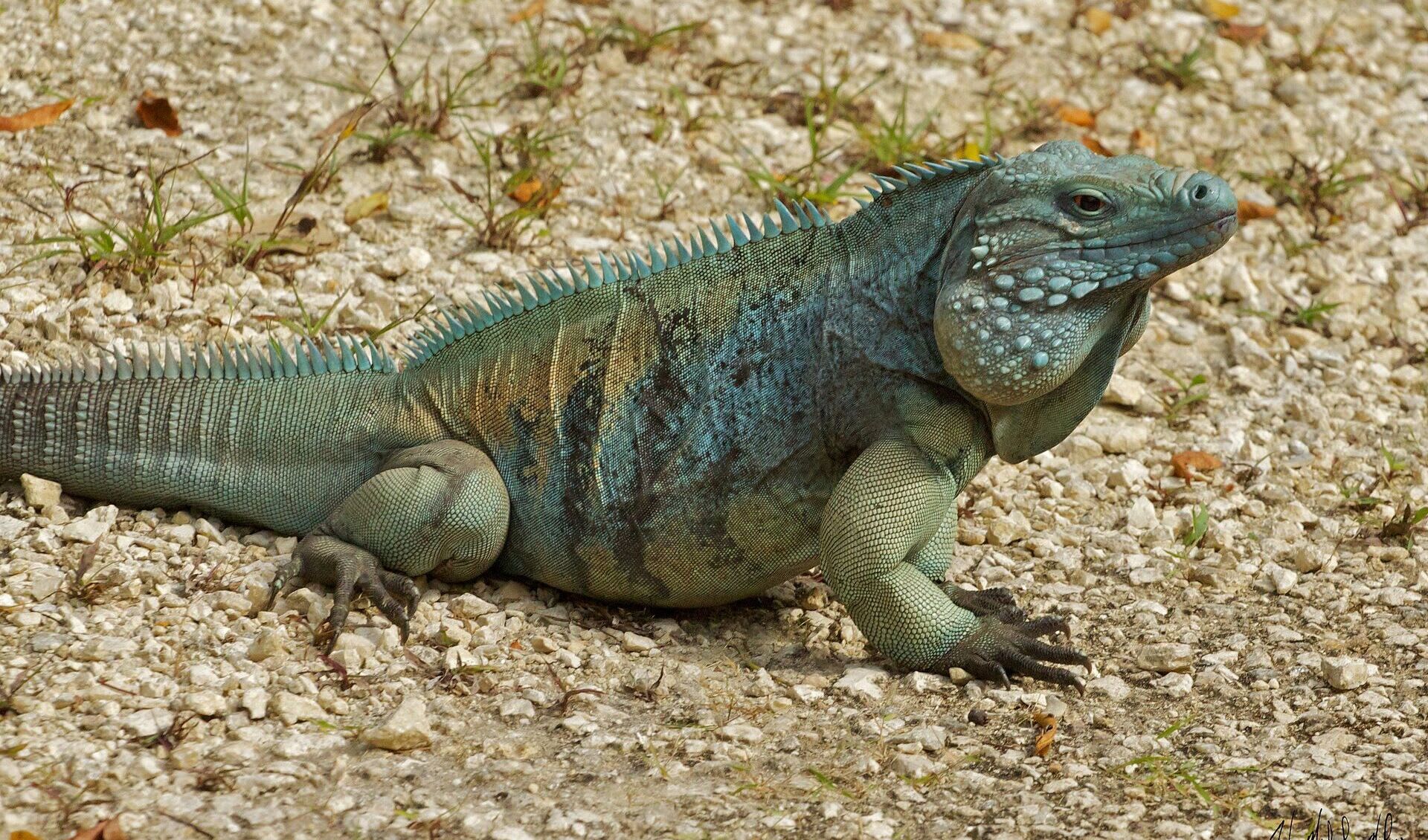 Blue iguana facts, distribution & population | BioDB