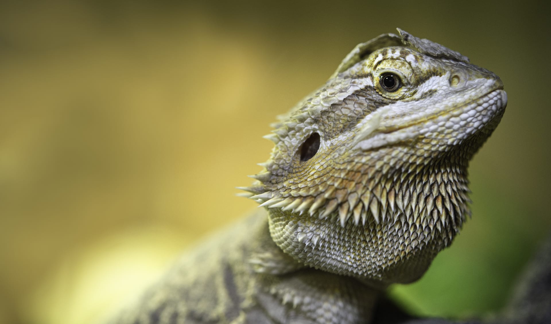 Tuatara facts, distribution & population | BioDB