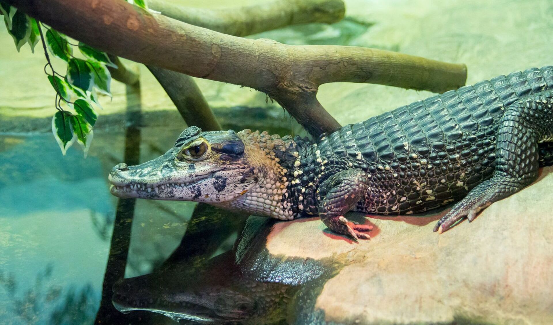 Black caiman facts, distribution & population | BioDB