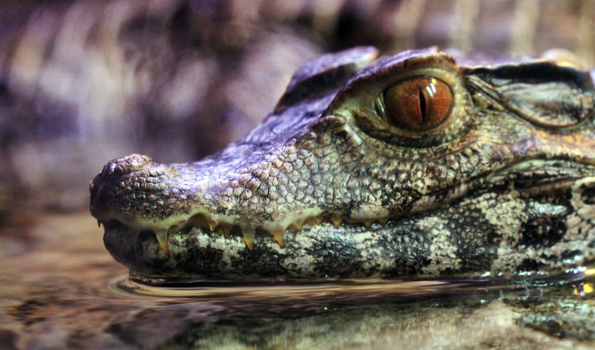 Cuviers dwarf caiman facts, distribution & population | BioDB