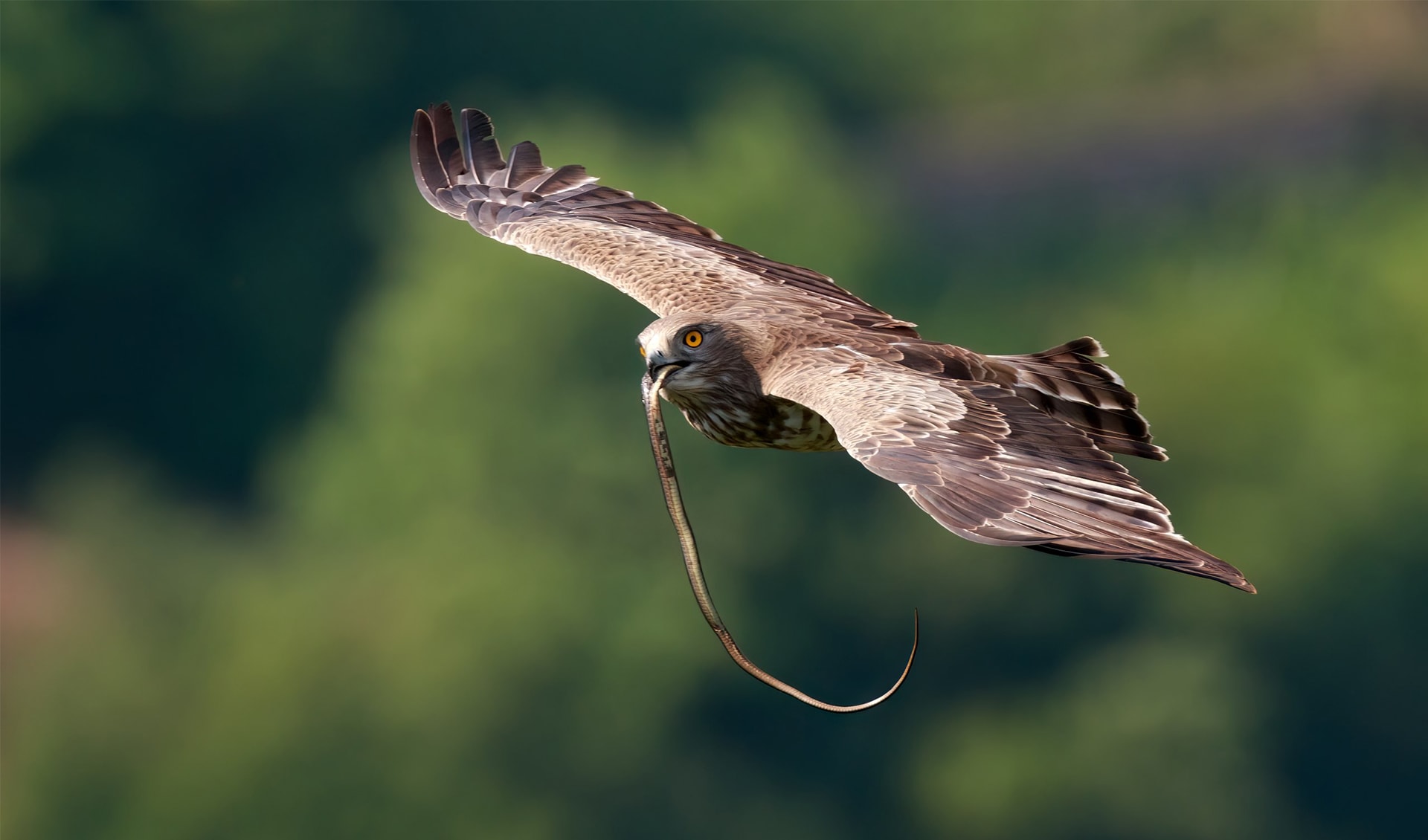 Short-toed snake eagle facts, distribution & population | BioDB