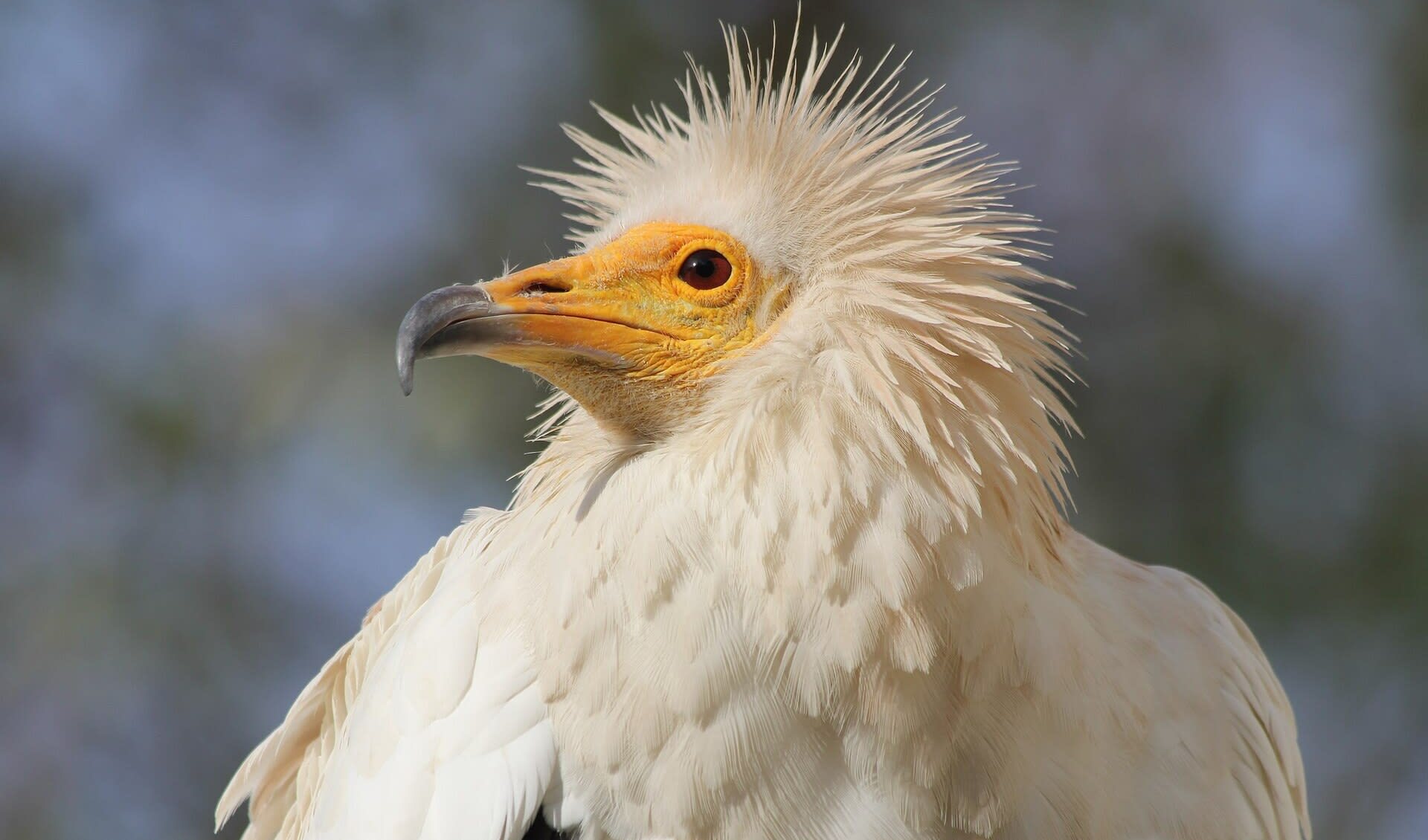 Qatar Biodiversity and Nature Conservation | BioDB
