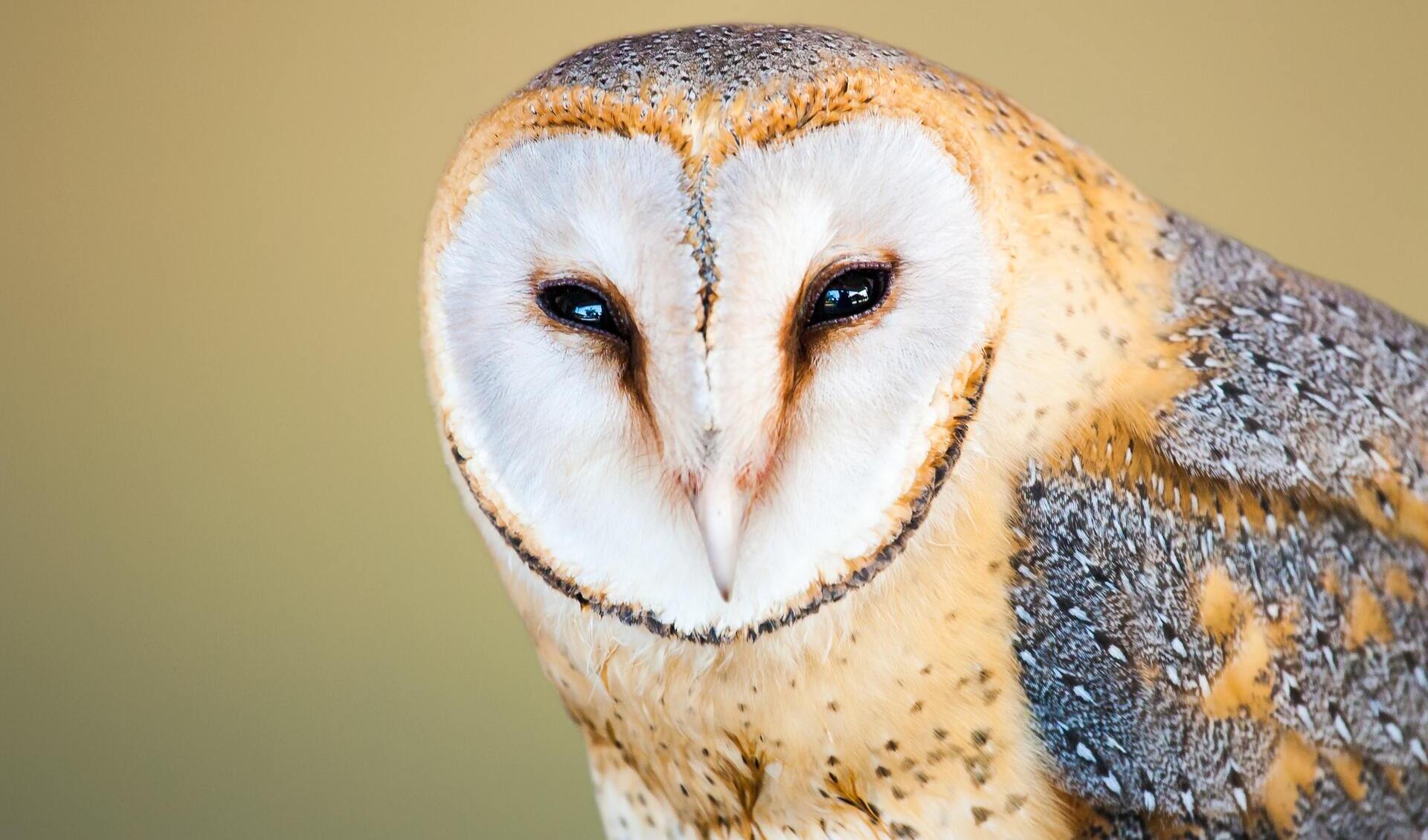 Samoa Biodiversity and Nature Conservation | BioDB