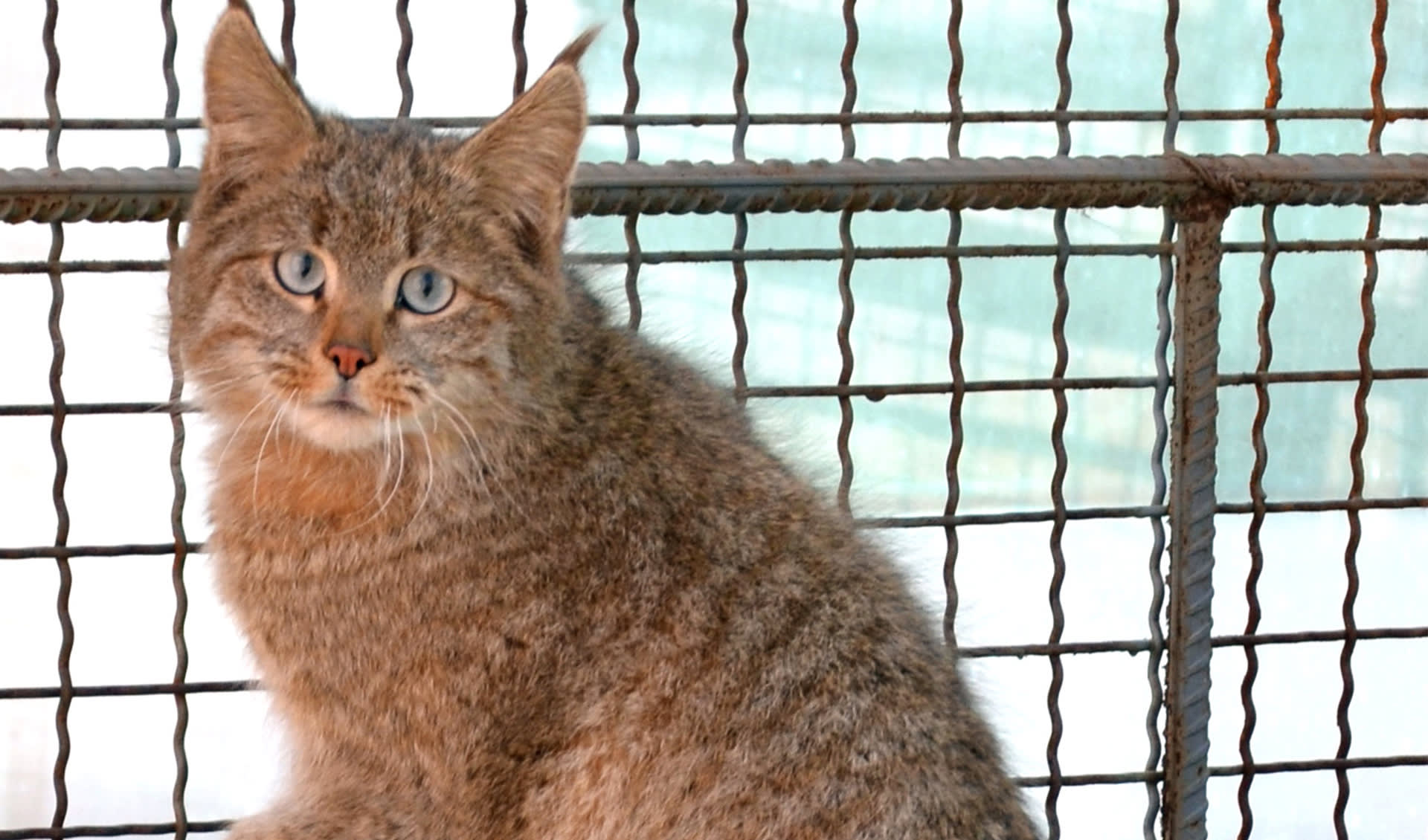 Chinese mountain cat facts, distribution & population | BioDB