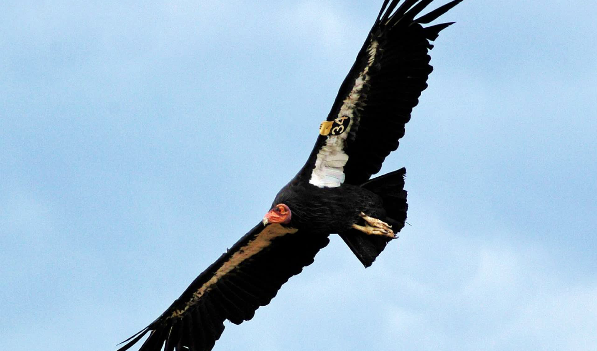 California condor facts, distribution & population | BioDB