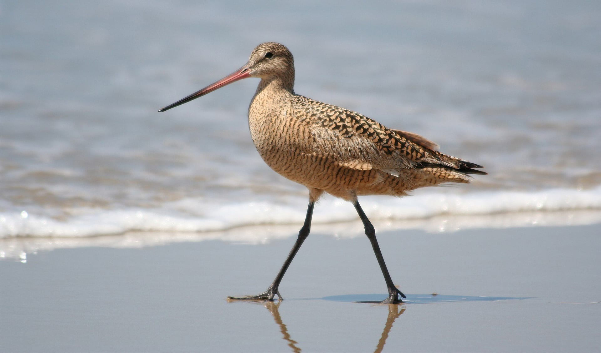 Black-tailed godwit facts, distribution & population | BioDB