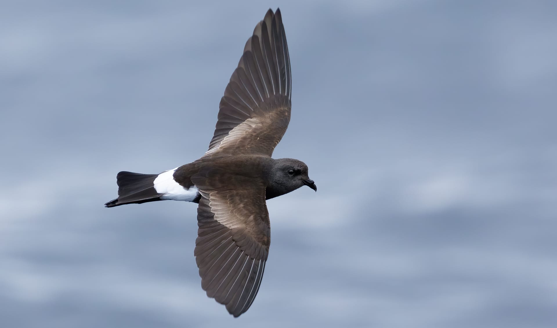 Wilsons storm petrel facts, distribution & population | BioDB