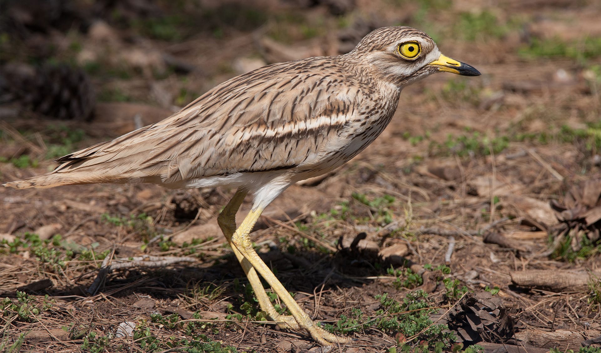 Eurasian stone-curlew facts, distribution & population | BioDB