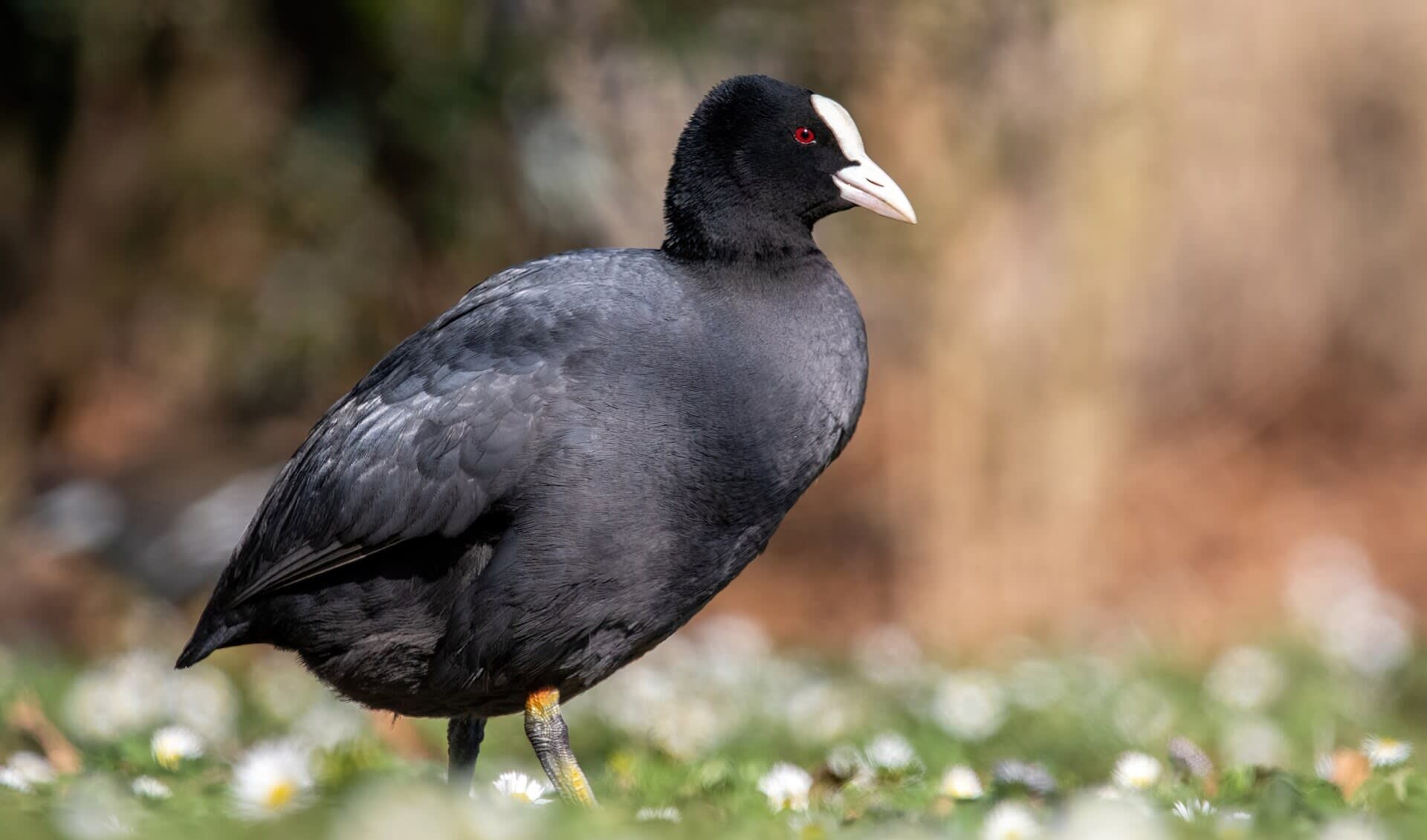 Eurasian coot facts, distribution & population | BioDB