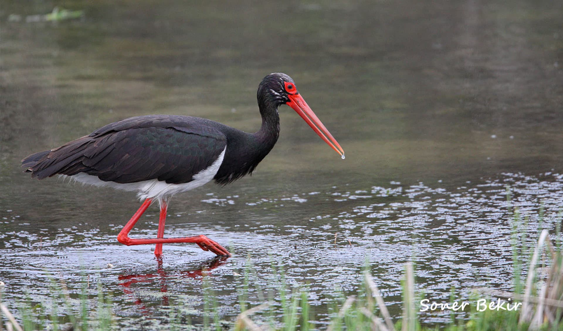 Black stork facts, distribution & population | BioDB