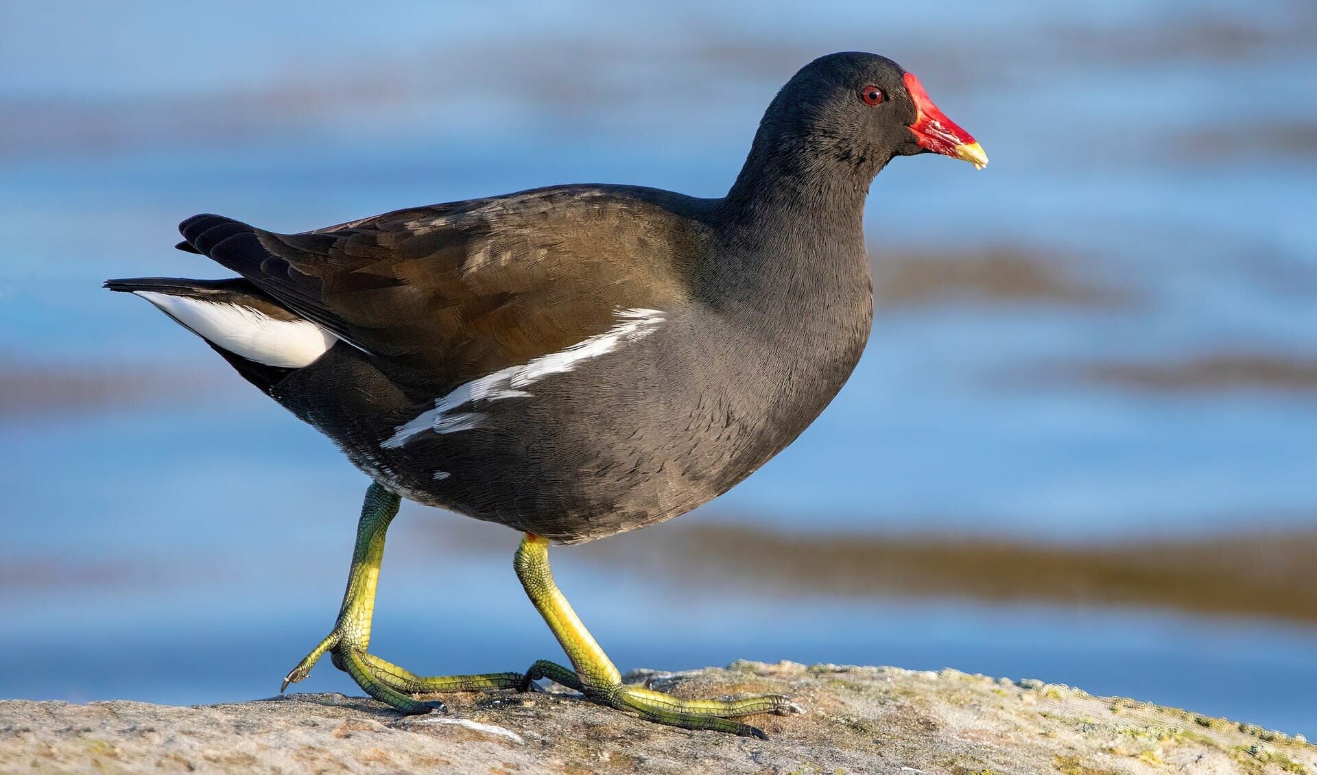 Common moorhen facts, distribution & population | BioDB