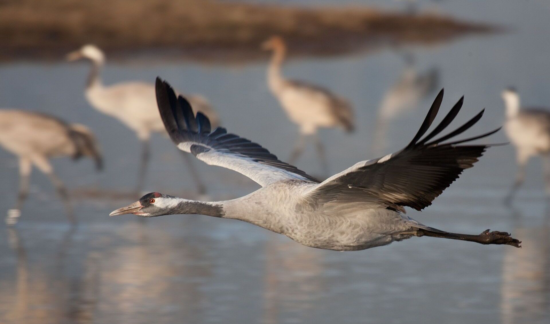 Common crane facts, distribution & population | BioDB