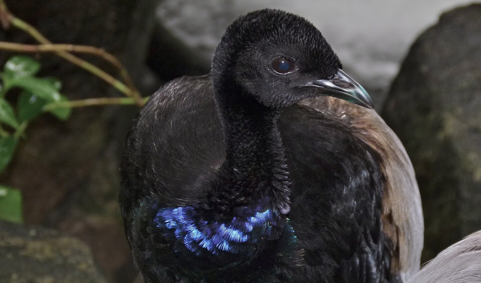 Grey-winged trumpeter facts, distribution & population | BioDB