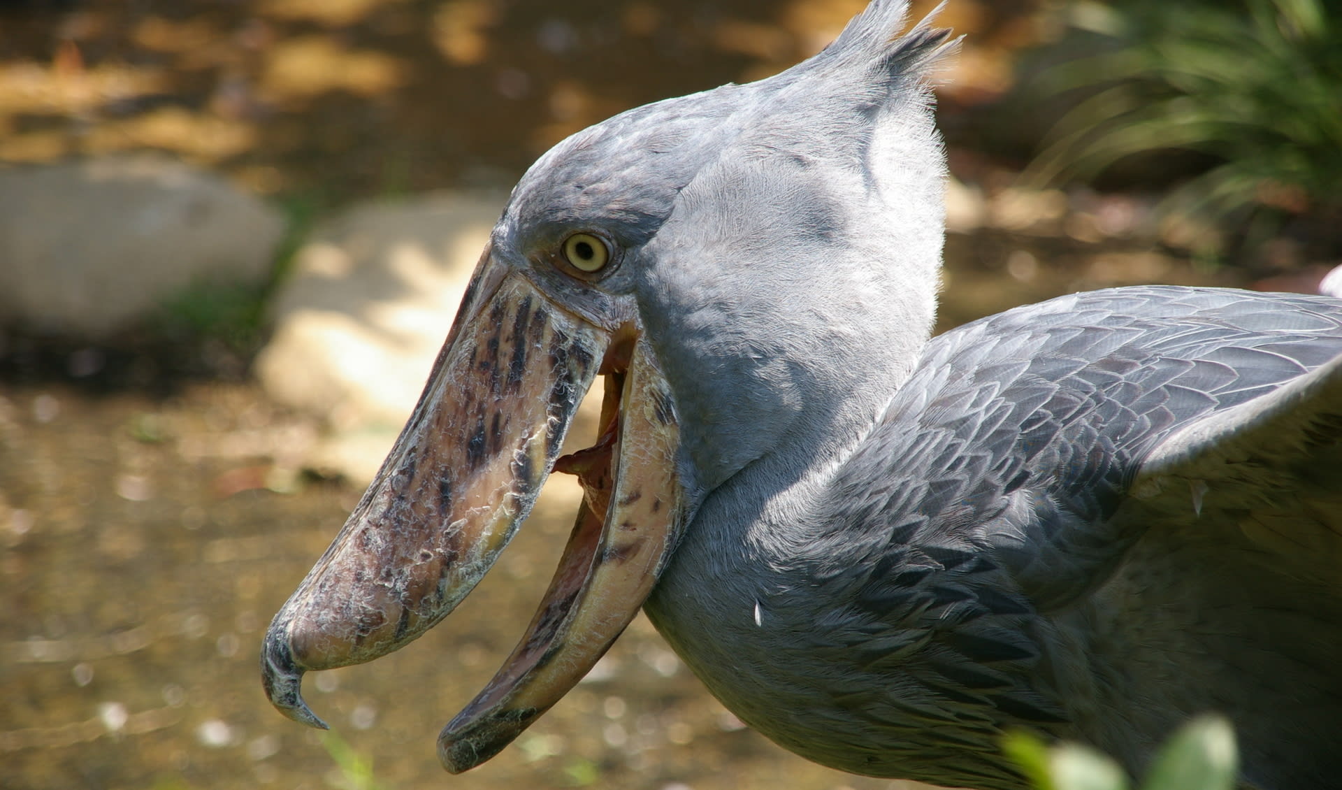 Shoebill facts, distribution & population | BioDB